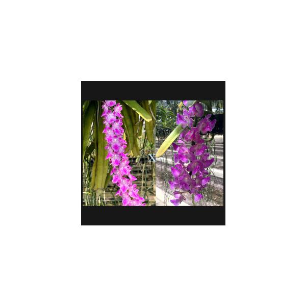 原産地　タイ 初夏に咲き、ピンクの花を長い花茎にたくさん咲かせる美花（SOH-85）