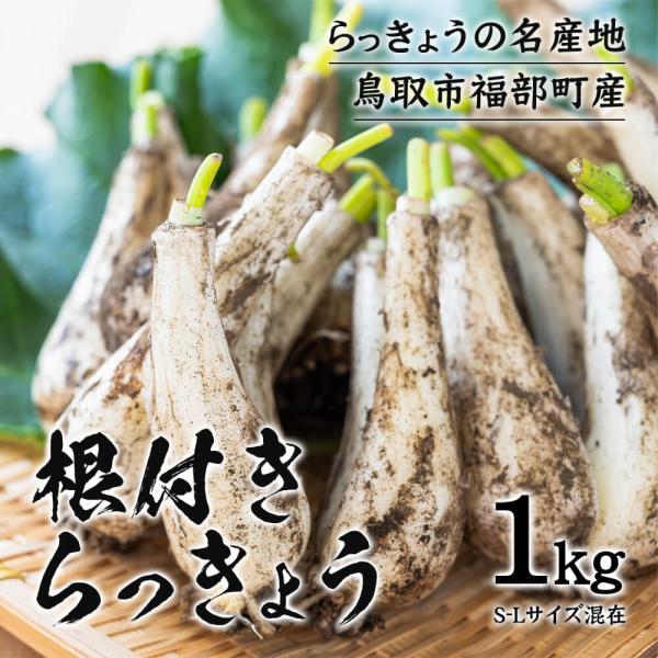 鳥取市福部町産の砂丘らっきょうです。掘りたての状態で根と茎を約1cm残して、あとは切り落とした根付きらっきょうです。収穫したままのものを出荷するため、S~Lサイズが進んだお得な無選別品となります。鮮度抜群で首の部分が長い本格的なならっきょう...