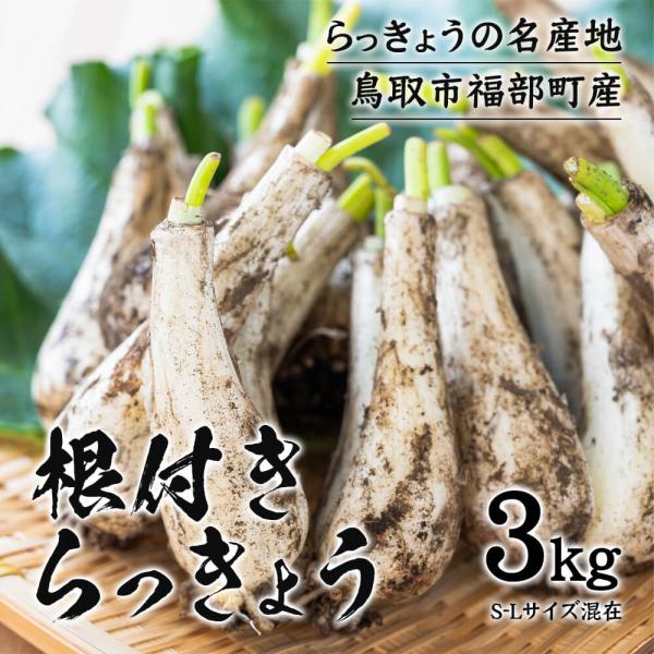 鳥取市福部町産の砂丘らっきょうです。掘りたての状態で根と茎を約1cm残して、あとは切り落とした根付きらっきょうです。収穫したままのものを出荷するため、S~Lサイズが進んだお得な無選別品となります。鮮度抜群で首の部分が長い本格的なならっきょう...