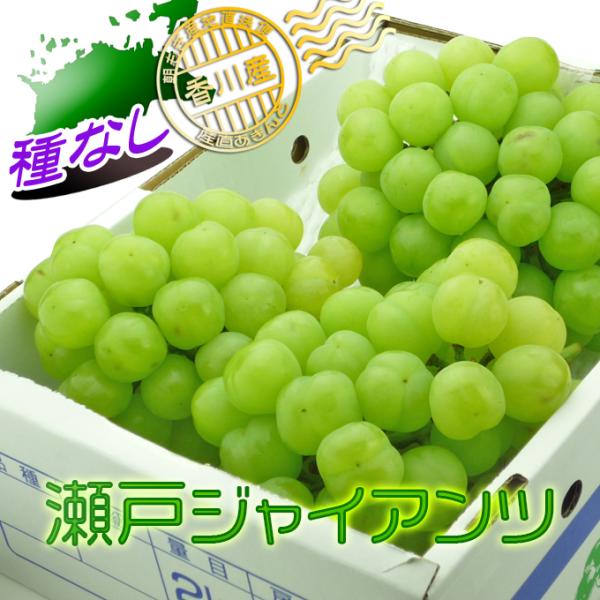 【発売日：2026年08月20日】香川県の「瀬戸ジャイアンツ」は手入れをしないと着粒が粗い大きな有岐円錐の房になるが、農家さんの丁寧な処理により果粒は大きくなりシャボン玉が三つくっついたような特徴的な粒の形になります。皮は薄く、果肉は崩壊性...