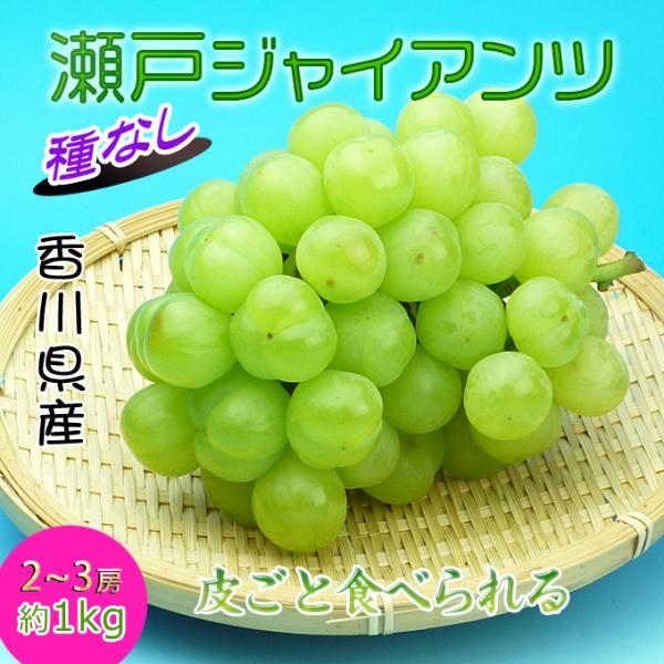 【発売日：2026年08月20日】香川県の「瀬戸ジャイアンツ」は手入れをしないと着粒が粗い大きな有岐円錐の房になるが、農家さんの丁寧な処理により果粒は大きくなりシャボン玉が三つくっついたような特徴的な粒の形になります。皮は薄く、果肉は崩壊性...