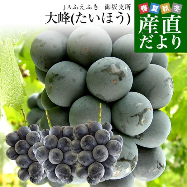 【発売日：2026年07月01日】東京大田市場から発送いたします。商品名：大峰（たいほう）産地：山梨県産内容量：約1.8キロ（3房入り）山梨県JA御坂西支所の高級ぶどう。黒ぶどうの中でも有名な品種、藤稔の中から厳しい基準をクリアし、選ばれた...