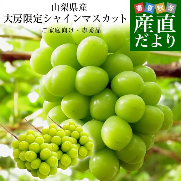 【発売日：2026年08月01日】東京都大田市場より発送します商品名：山梨県産　ご家庭用　大房シャインマスカット原産地：山梨県内容量：3房（1.6キロから1.8キロ）シャインマスカット大房サイズをご家庭向けに大奉仕価格でご用意します。粒が不...