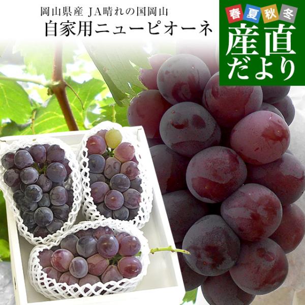 東京都大田市場から発送します。 商品名：ニューピオーネ（種なし）産地：岡山県内容量：約1.5キロ（3房） 名産地の人気ぶどう・ニューピオーネ！ 外側に赤みがかかり、色つきが多少まばらの為、ご自宅向けに大奉仕！ 味は抜群ですが外観が悪い為、惜...