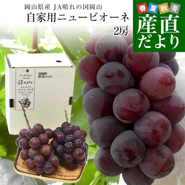東京都大田市場から発送します。商品名：ニューピオーネ（種なし）産地：岡山県内容量：約1キロ（2房）名産地の人気ぶどう・ニューピオーネ！ 外側に赤みがかかり、色つきが多少まばらの為、ご自宅向けに大奉仕！ 味は抜群ですが外観が悪い為、惜しくも正...