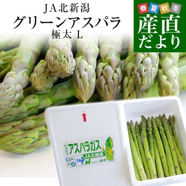 新潟県JA北新潟より産地直送します。商品名:アスパラガス産地：新潟県内容量：1キロ　Lサイズ飯豊連峰を源とする加治川の豊かな水がつくりだす、有数の穀倉地。 土づくりにこだわり、良質な堆肥を作った畑で、太くて柔らかい新発田（しばた）のアスパラ...