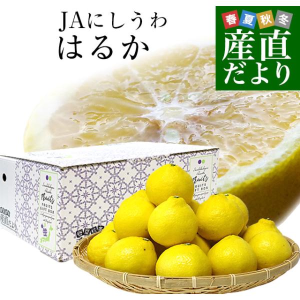 東京都大田市場より発送いたします。商品名：はるか 2LからMサイズ産地：愛媛県内容量：約2.5キロ(10玉から17玉)※サイズは、2Lまたは、Mいずれかのサイズでの発送になります。「はるか」は香りがとてもよく、果実の糖度は高めで、酸味が少な...