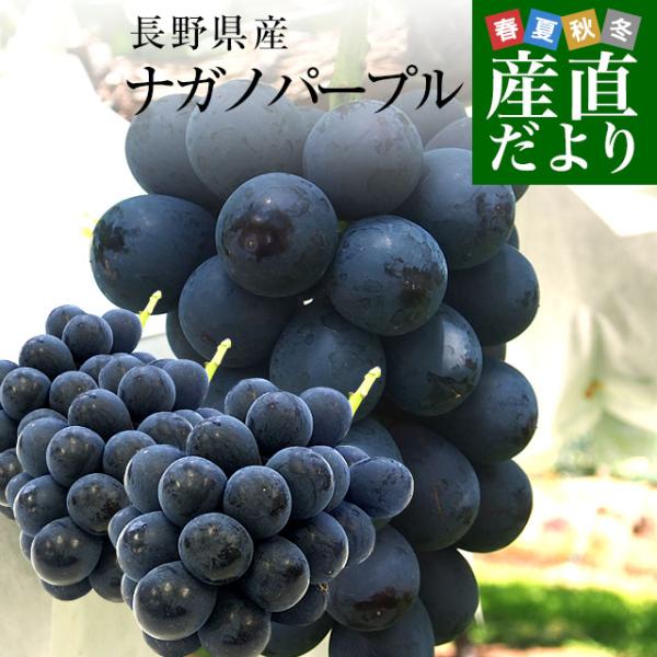 【発売日：2026年08月01日】東京都大田市場より発送いたします。商品名：ナガノパープル産地：長野県内容量：合計約1.5キロ（3房入り）大ボリューム3房でお届け！種なし・皮ごと！超高糖度の黒ぶどう！長野県オリジナル品種ナガノパープルです。...