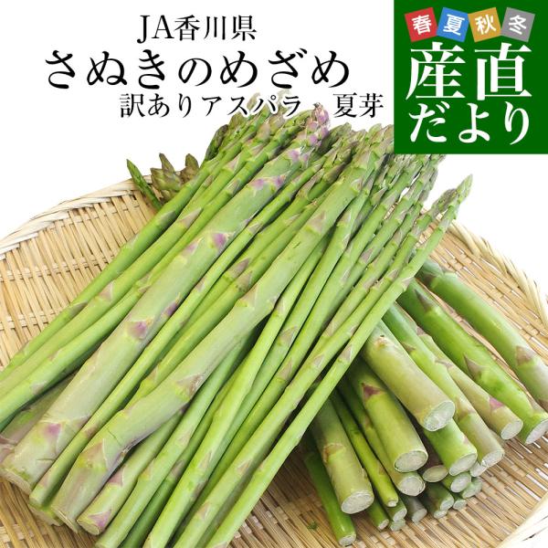 香川県JA香川県より産地直送します。商品名：さぬきのめざめ 夏芽大小込 内容量：約1キロ（目安として30本から60本前後）長さ：25センチ前後産地：香川県※訳あり品のため本数は前後します。シャキシャキとした歯ごたえと爽やかな甘みが特徴で、従...