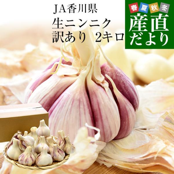 香川県JA香川県より産地直送します。商品名：生にんにく　訳あり産地：香川県内容量：約2キロ　15玉から36玉前後通常は、日持ちさせるために乾燥処理をしたニンニクを長期間貯蔵し、市場に流通させますが、「生にんにく」は、産地で収穫直後のにんにく...
