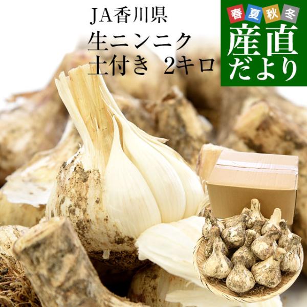 香川県JA香川県より産地直送します。商品名：生にんにく　土付き産地：香川県内容量：約2キロ　15玉から36玉前後 通常は、日持ちさせるために乾燥処理をしたニンニクを長期間貯蔵し、市場に流通させますが、「生にんにく」は、産地で収穫直後のにんに...