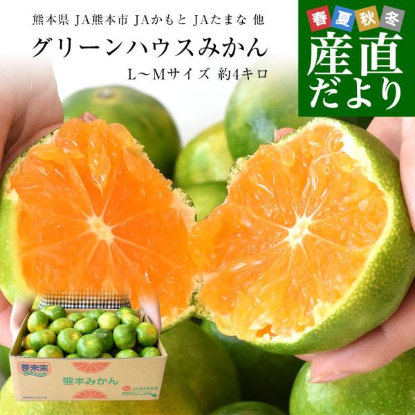九州より発送します。商品名：糖度選別グリーンハウスみかん産地：熊本県内容量：約4キロ(32玉から42玉前後)甘さにこだわったグリーンハウスみかんです！グリーンハウスみかんは、緑かかった果皮の色とは対象的に、果肉は完熟しているのが特徴です。今...