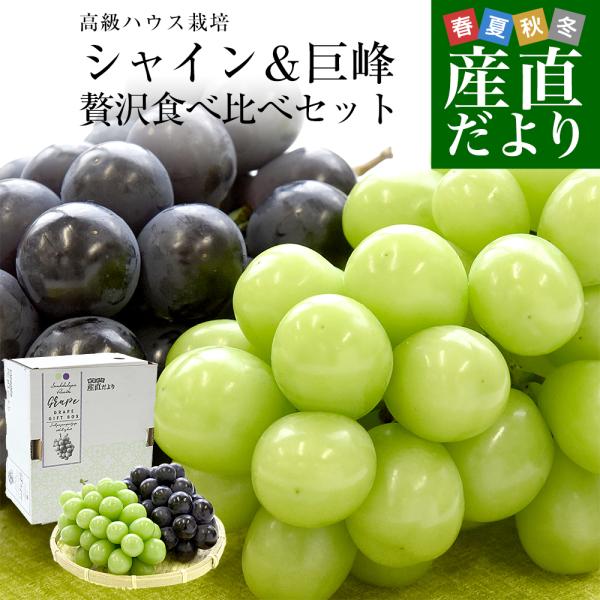 東京都大田市場より発送いたします。商品名：シャインマスカット＆巨峰原産地：山梨県＆福岡県内容量：合計約1キロ(500g×2房)一足先に旬を楽しめる、夏の高級ハウス栽培ぶどうセットが登場！みずみずしく爽やかな甘さで、圧倒的人気を博す「シャイン...
