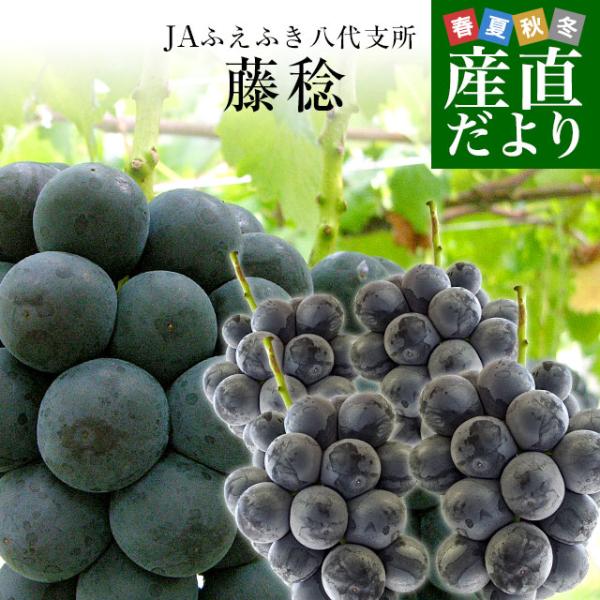 東京都大田市場から発送します名称：藤稔（種なし）産地：山梨県内容量：約2キロ （3房から4房入り）黒色のぶどうの中で、粒が最大級に大きいと言われる品種。大きさだけでなく、 甘みも強く、とってもジューシーな果汁が特徴のぶどうです。栽培の難しさ...