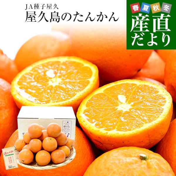 東京都大田市場より発送します。商品名：たんかん MからSサイズ内容量：約2.8キロ（22玉から28玉前後）産地：鹿児島県たんかんは、南国のオレンジ。台湾から鹿児島に入ってきて、南西諸島、県本土南部など暖かい沿岸地帯で栽培されています。世界自...