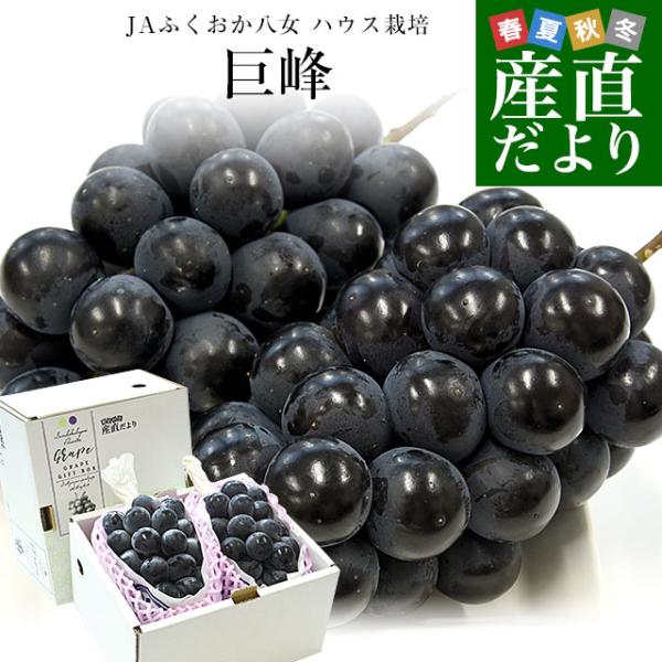 東京都大田市場より発送いたします。商品名：巨峰原産地：福岡県内容量：約900g(450g×2房)夏の贈り物にぴったり！日本を代表する黒ぶどう「巨峰」をお届けいたします！「巨峰」は、ツヤのある1粒１粒に、芳醇な香りと、ジューシーな果汁が詰まっ...