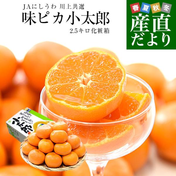 東京都大田市場より発送致します。商品名：味ピカ小太郎原産地：愛媛県産内容量：2.5キロ箱(30個入り)JAにしうわ・川上共選から、極上の早生みかんをお届けします。樹上でじっくりと時間をかけて育て、収穫期を迎えてからも通常より長く完熟させたこ...