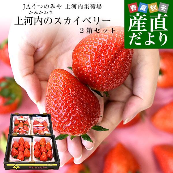 東京都大田市場より発送します。商品名：スカイベリー原産地：栃木県内容量：合計1キロ以上(約280g×4入り)「上河内のスカイベリー」。産直だよりのための特別選別品を、たっぷりとお届けします！色付きが良く、赤い艶のある外観。果肉は舌触りがいい...