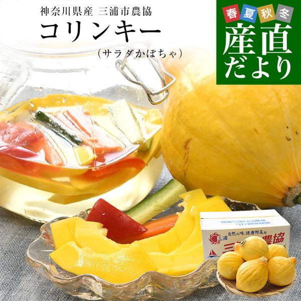 東京都大田市場から発送商品名：コリンキー（サラダかぼちゃ）原産地：神奈川県内容量：約3キロ（6玉入）神奈川県の三浦半島で育つコリンキーは、皮ごと生で食べられる、サラダかぼちゃです。三浦半島の温暖な気候と水はけの良い土壌で栽培されるコリンキー...