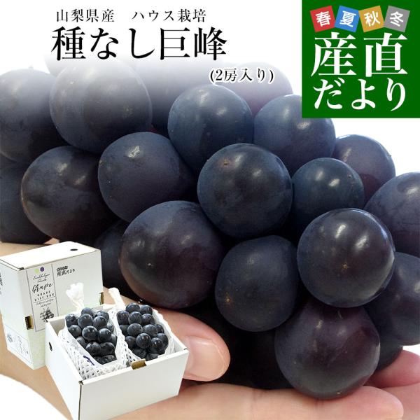 東京都大田市場より発送いたします。 商品名：種なし巨峰原産地：山梨県内容量：約1キロ(500g×2房)葡萄好きには是非おすすめしたい！やっぱりこれが旨い！味の濃い、甘味と酸味のバランスが絶妙な王道黒ぶどう「巨峰」を2房お届け！ボリュームも味...