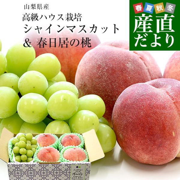 東京都大田市場より発送いたします。商品名：シャインマスカット＆春日居の桃原産地：山梨県内容量：シャインマスカット1房(約500g)＆春日居の桃4玉(約1.2キロ)大人気フルーツの贅沢セットが登場！フルーツ大国・山梨県で育てられた、甘く、種な...