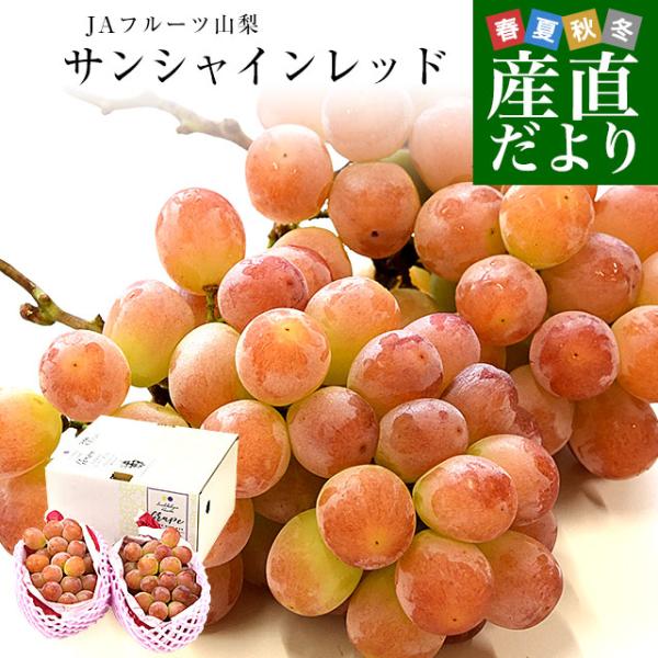 東京大田市場より発送致します。商品名：サンシャインレッド原産地：山梨県産内容量：2房（合計約1キロ）2022年に品種登録されたばかりの新品種。甘く皮ごと食べられる赤系のぶどうです。薔薇や蘭を思わせるような心地よい香りが特徴的。噛みしめる度に...