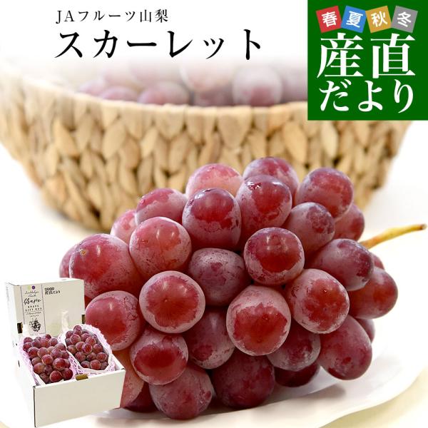 東京都大田市場より発送します。商品名：スカーレット 産地：山梨県内容量：約1.1キロ(2房入り）スカーレットは、「シャインマスカット」と「ロザリオロッソ」から生まれた、種なし・皮ごと食べられる手軽さと、鮮やかな緋色の美しさをあわせ持つ、まさ...