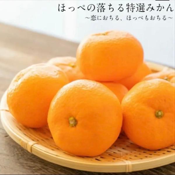 長崎県特選の特別甘い贈答用の最高級みかんの販売です。果物の品質グレードは全て最高級の「特秀」のみを使用。いまの時期で最も状態の良い長崎県産のみかんを選び抜いて送らせて頂きます。また贈り物用として【のし】と【メッセージカード】を無料でお付けで...