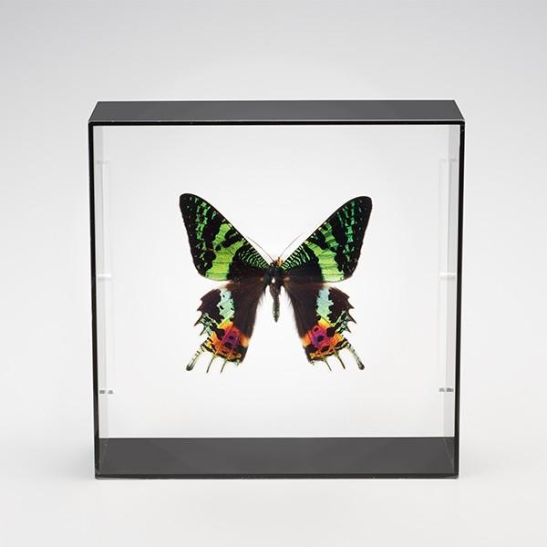 オオ二シキツバメガ「これがガですか？」とよく聞かれるほど美しい翅を持つ、世界最美の呼び名の高いガが本種です。雨季の昼間飛び回る変わり者で、マダガスカル島の特産種です。 ●寸法(約):【フレーム】縦15x横15x奥行5cm【昆虫】縦7．5x幅...