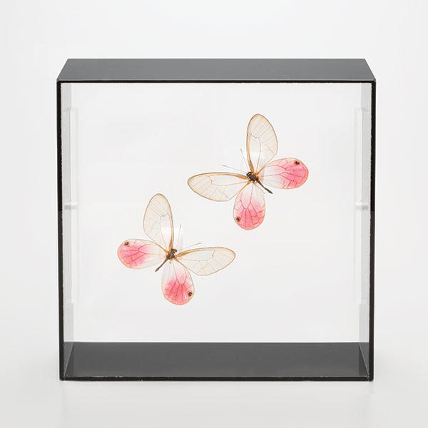すべて本物!息を呑むほど美しく神秘的な 蝶の標本コレクション蝶は、その形態や色彩の美しさから、洋の東西を問わず、多くの人々に愛され続けてきました。ギリシャ神話や中国の故事、仏教やキリスト教の中にも登場し、幼虫からサナギを経て成虫となるその劇...