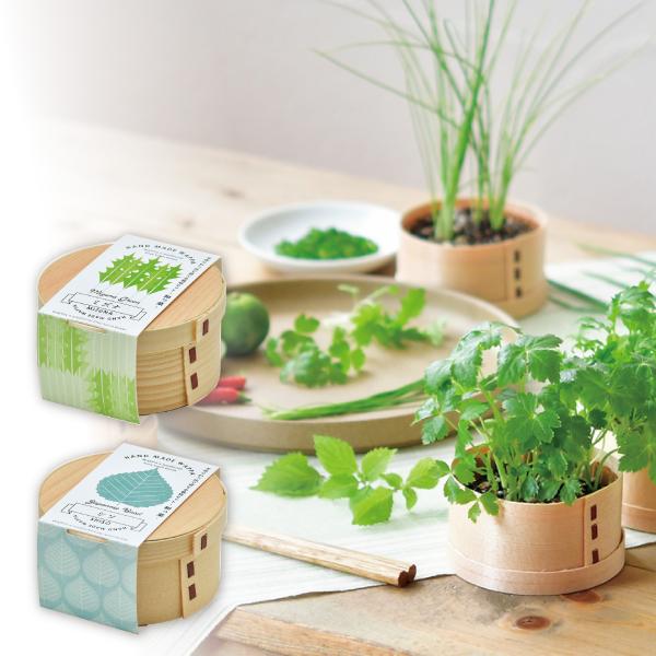 【発売日：2024年04月22日】日本製の曲げわっぱで、和っ葉（和風の葉菜）を育てる栽培セット。軽量タイプの木製わっぱは、和食で活躍する植物を育てるのにぴったり。【商品について】種　類：ミズナ・シソサイズ：円周8.5cm　高さ4.5cm※栽...