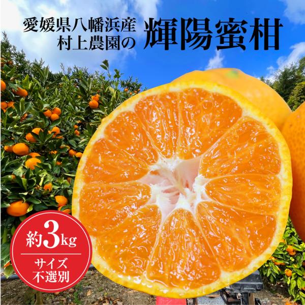 濃厚な味わいが特徴！村上農園の自慢の蜜柑みかんです【関連キーワード】みかん/ミカン/香川みかん/おいしい/美味しい/瀬戸内/特産みかん/極早生/早生みかん/甘い/お試し/激甘/訳有り/訳アリ/わけあり/ワケあり/訳ありみかん/送料無料/送料...