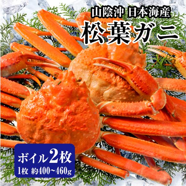 一般のズワイガニのほどんどがボイル冷凍で流通することに比べ、松葉ガニは生きたままの「活」と水揚げ後茹でた「ボイル」どちらも冷凍されずに流通することが基本です。どれだけ冷凍技術が進もうとやはり獲れたて、茹でたてが美味しいのは当たり前ですね。松...