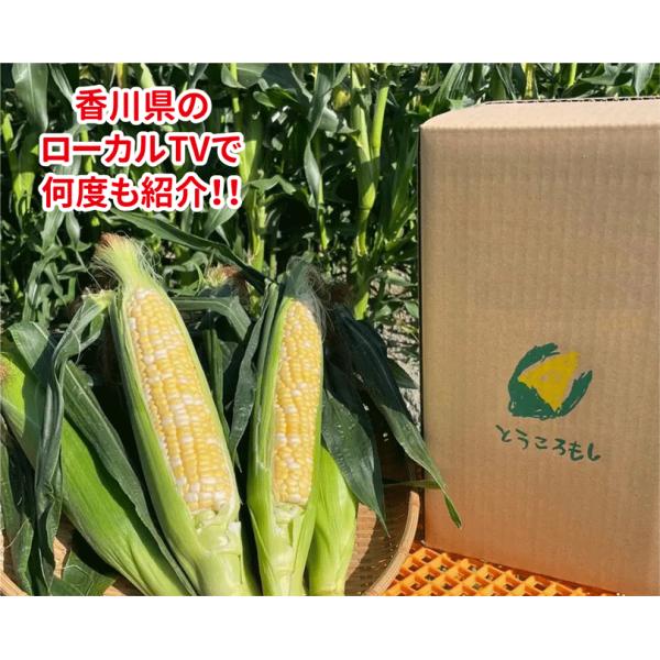 内容量：香川県産とうもろこし 約4kg(8〜10本)品種：ドルチェドリーム　【お客様へのお願い】出荷時に検品しておりますが、傷みや虫食いなどが混入している場合がございます。ご理解いただける方のみのご注文をお願い致します。また、お手元に商品が...