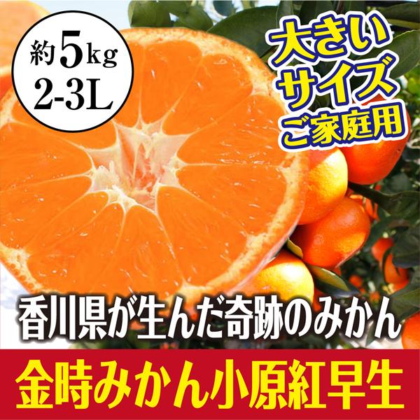 小原紅早生は昭和48年、瀬戸内海に面した五色連山のふもとにある小原幸晴さんのみかん園で見つかった「宮川早生」という品種が枝変わりしたもの。枝変わりとは、突然変異の一種で、枝が伸びていく途中でその性質が変わることを言います。何本もの木がなるみ...