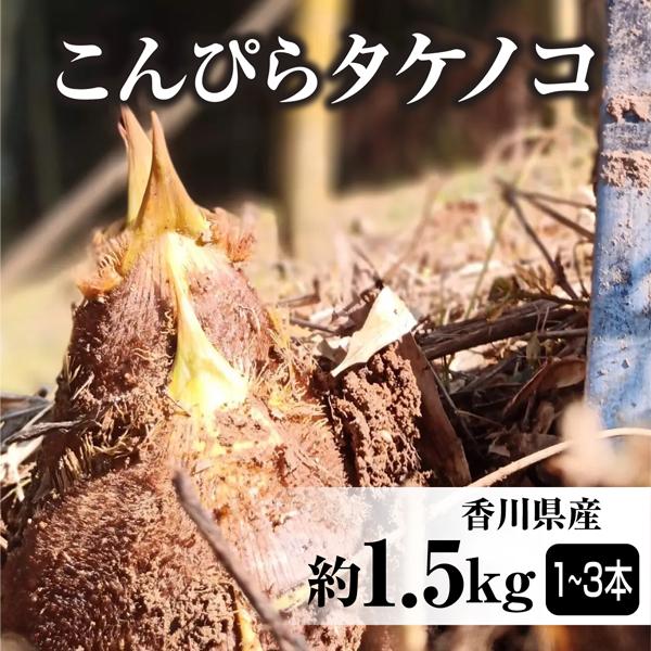 【発売日：2026年04月13日】内容量：香川県産こんぴらタケノコ 約1.5kg （1〜3本）【お客様へのお願い】※朝採りたてをその日に発送いたしますので日にち指定はできませんのでご了承ください。【配送について】ヤマト通常便でお届けさせてい...