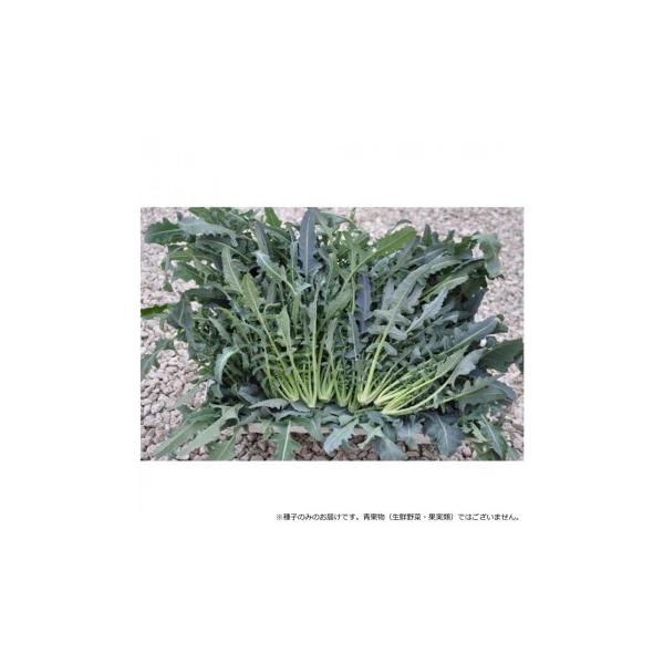 ケールのように葉を食べるブロッコリー品種。甘味が強く濃厚な味わいで食味に優れる。オリーブオイルを使った料理に良く合う。葉は欠刻が多く細長く伸び、大株にすると10本以上の側枝ができる。株どり、または葉を摘み取って収穫する。頂点を収穫しても30...