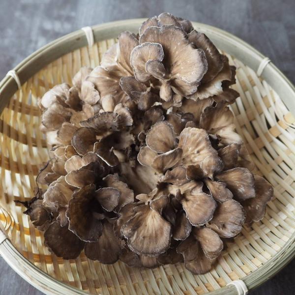【発売日：2026年09月30日】キーワード：舞茸 天然きのこ 天然舞茸 マイタケ 天然 国産 飛騨産 岐阜県産・内容量：天然舞茸 500g・お届け時期：9月下旬〜10月下旬・発送方法：ヤマト運輸 冷蔵便