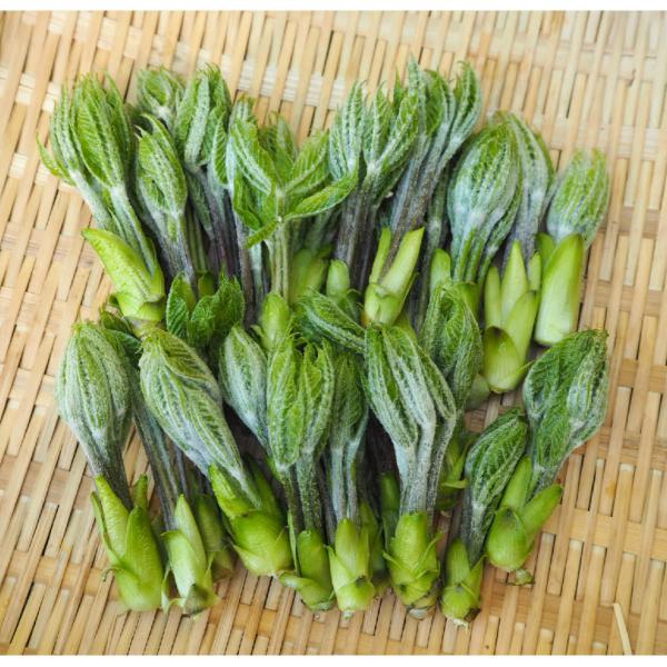 【発売日：2026年04月25日】キーワード：こしあぶら コシアブラ 山菜 天然 山菜の女王 天然山菜・内容量：200g・お届け時期：4月下旬〜5月上旬・発送方法：ヤマト運輸 冷蔵便※天然物の為、大きさには多少のばらつきがございます