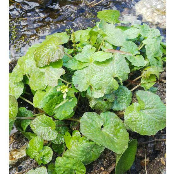 【発売日：2026年05月05日】キーワード：葉山葵 花山葵 茎山葵 わさび 葉わさび わさびの葉 山菜 天然 天然山菜・内容量：1kg・お届け時期：5月上旬〜6月上旬・発送方法：ヤマト運輸 冷蔵便※天然物の為、大きさには多少のばらつきがご...