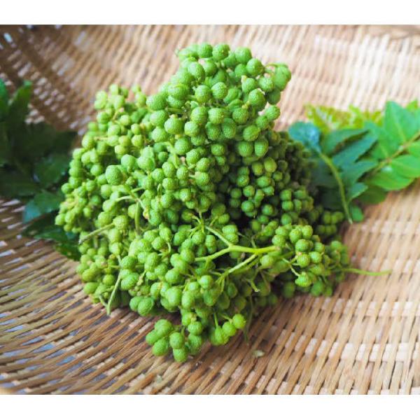 【発売日：2026年06月10日】キーワード：青実山椒 青山椒 生山椒 実山椒 山椒の実 飛騨高山 無農薬・内容量：300g・お届け時期：6月中旬〜6月下旬・発送方法：ヤマト運輸 冷蔵便※飛騨高山の山奥(寒冷地)で収穫する実山椒のため収穫時...