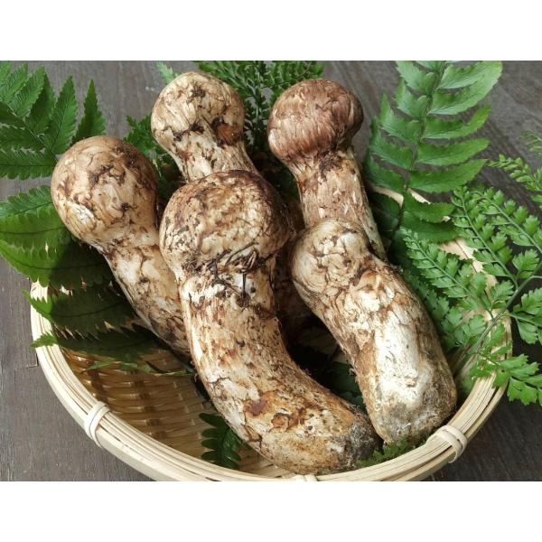 【発売日：2026年09月29日】キーワード：松茸 極上品 つぼみ 中開き 国産 マツタケ 岐阜県産・内容量：150g(天然物の為、本数はお任せになります)・お届け時期：9月中旬〜10月中旬・発送方法：ヤマト運輸 冷蔵便