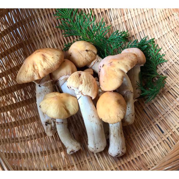 キーワード：ショウゲンジ コムソウ 天然きのこ 天然 きのこ ボウズタケ しょうげんじ・内容量：ショウゲンジ 1kg・お届け時期：10月中旬〜11月上旬・発送方法：ヤマト運輸 冷蔵便