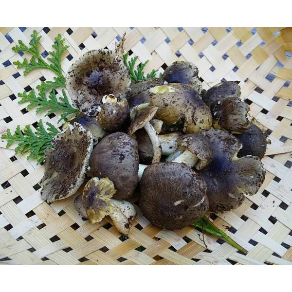 キーワード：シモフリシメジ 霜降りしめじ 天然 キノコ きのこ シメジ・内容量：シモフリシメジ 300g・お届け時期：10月中旬〜11月上旬・発送方法：冷蔵便発送