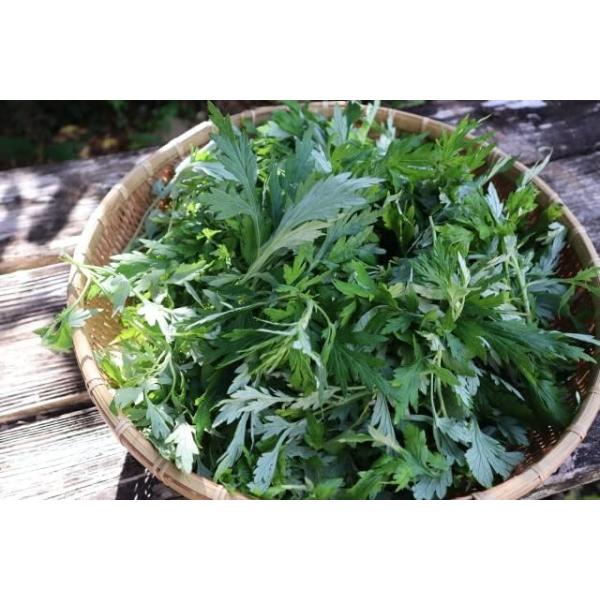 キーワード：蓬 よもぎ 無農薬 天然 天然山菜・内容量：500g・お届け時期：5月中旬以降・発送方法：ヤマト運輸 冷蔵便※天然物の為、大きさには多少のばらつきがございます
