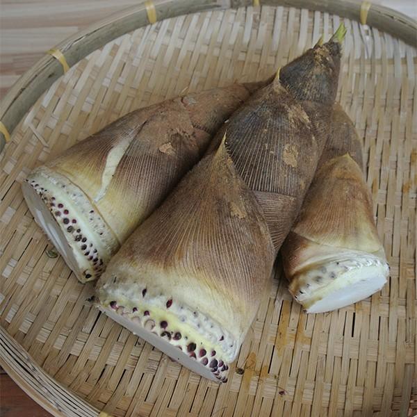 【発売日：2026年04月10日】丹波の春は山菜の季節京都福知山、報恩寺の筍は専用の土壌で丹精こめて育てられたもので、軟らかく、えぐみが少なく、歯ざわりも良い上質のたけのです。上部はさしみでお召し上がりいただけます。（アク抜きはしてください...