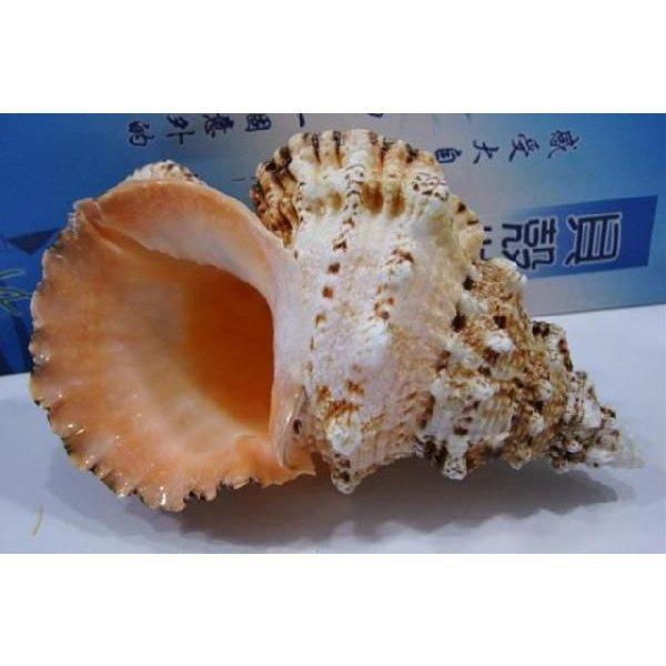 ほら貝 音 販売 海の匂い★海からの貝殻と法螺貝を装飾して、海のにおいを持ち込みます。★毎日、この法螺貝を見ると、海の思いを思い出して、一日にいい気持ちをお持ちします。★ご注意：当商品は天然なので、柄と形には少し違いがあります、ご了承下さい...