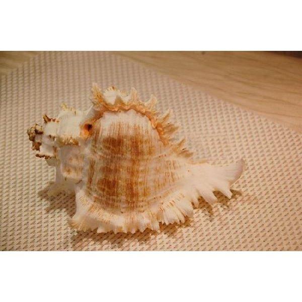 ほら貝 音 販売 海の匂い★海からの貝殻と法螺貝を装飾して、海のにおいを持ち込みます。★毎日、この法螺貝を見ると、海の思いを思い出して、一日にいい気持ちをお持ちします。★ご注意：当商品は天然なので、柄と形には少し違いがあります、ご了承下さい...