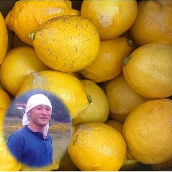 ■商品名能勢さんの無農薬レモン 2kg　家庭用／訳あり　防腐剤 防カビ剤不使用 広島県産レモン■内容量　2kg　（13〜16個）■生産地　尾道市瀬戸田町■保存方法　常温で日蔭の涼しい場所で保存してください。　できれば箱から出して、重ならない...