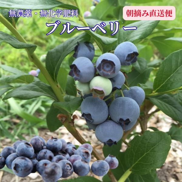 【発売日：2026年06月24日】【商品のご紹介】■商品名　　：　朝摘み　生ブルーベリー　農薬　化学肥料不使用■内容量　　：　１００g×６パック■生産地　　：　和歌山県■保存方法　：　冷蔵庫で保存してください。　　　　　　　　食べきれない場...